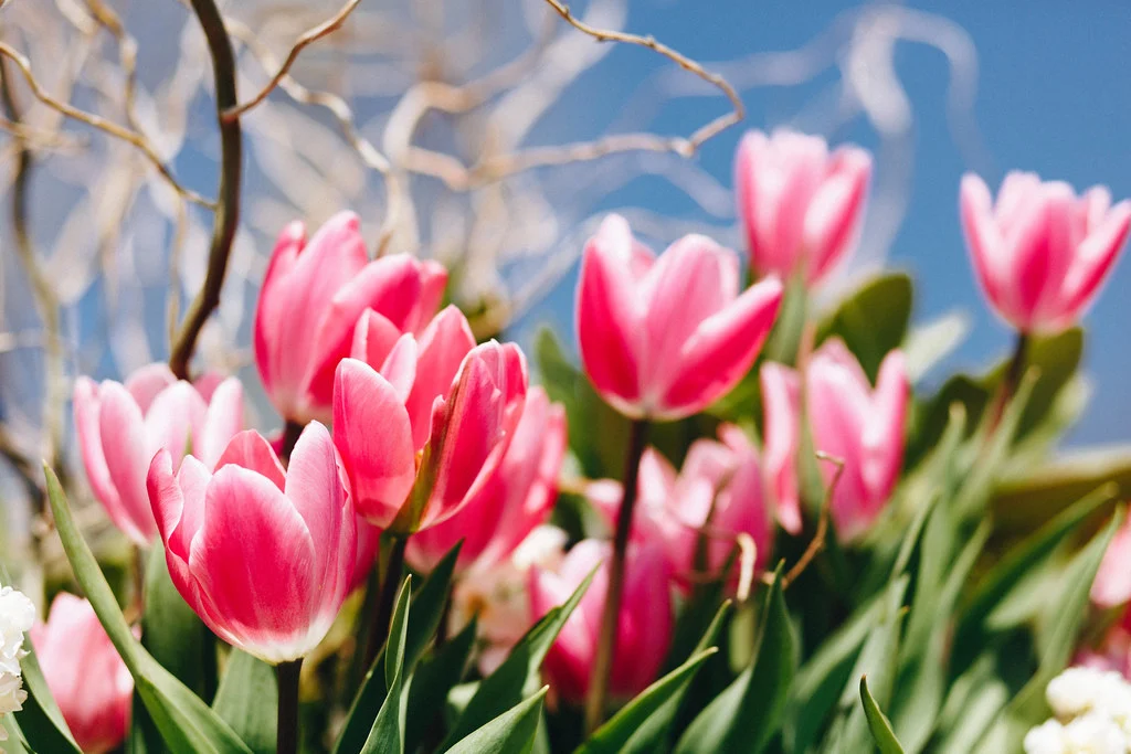 Spring Photography: Tips for Flowers, Rain, Wildlife, and Landscapes ...